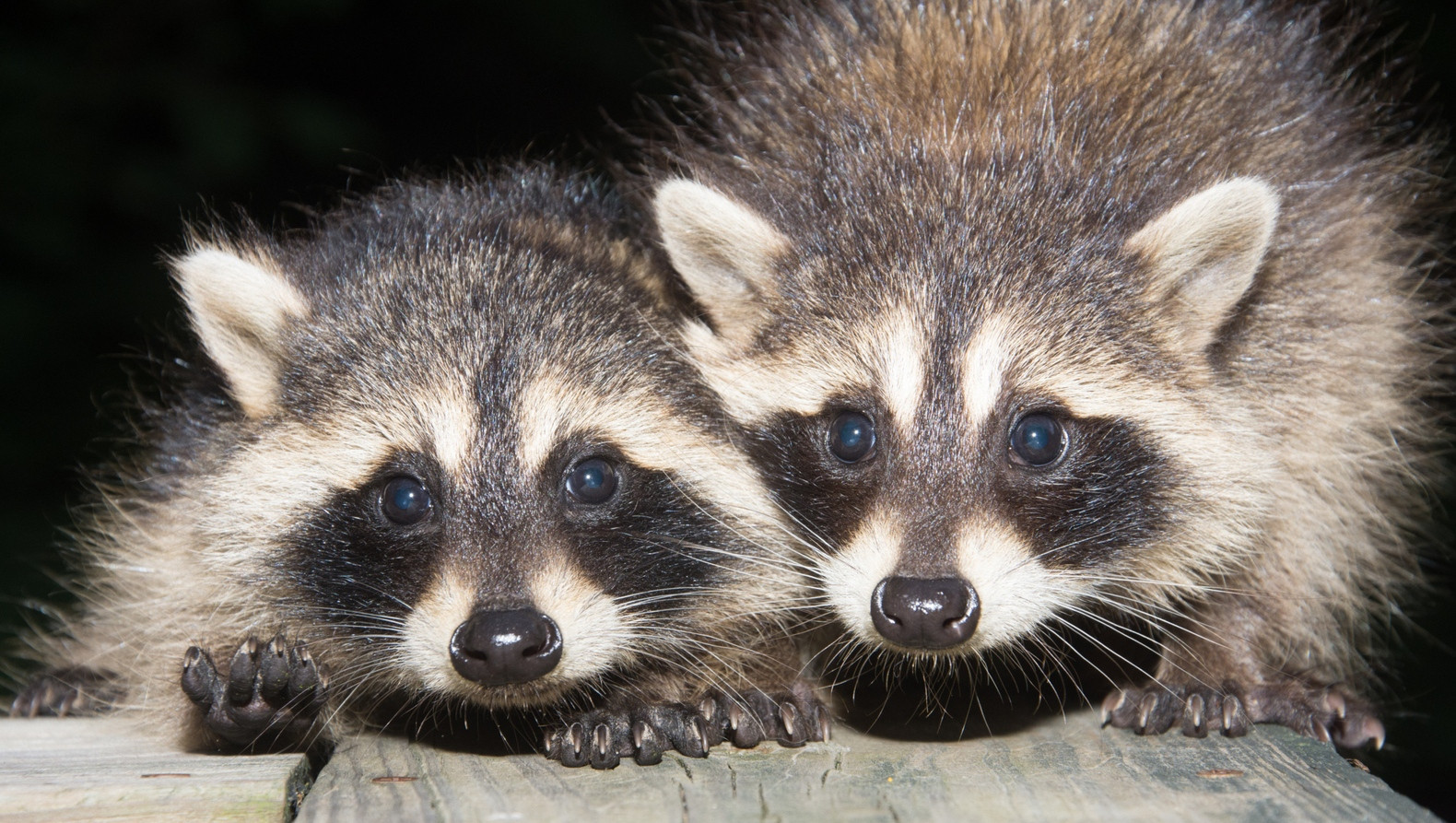Waarschuwing: kijk uit voor dode wasberen | Foto | gelderlander.nl