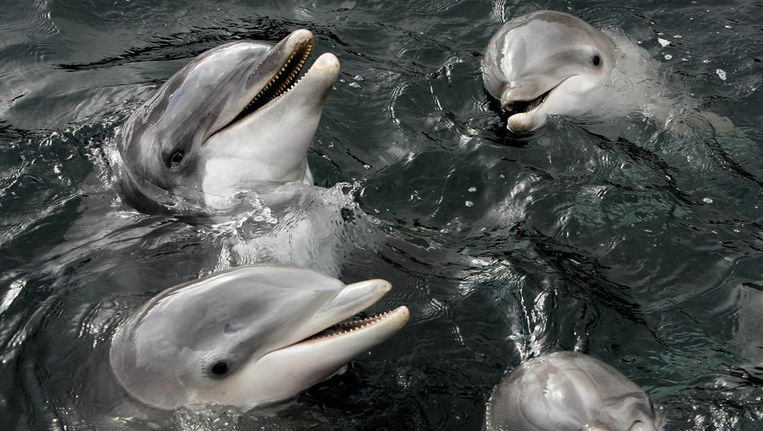 Dolfijnen roepen elkaar 'bij naam' | De Volkskrant