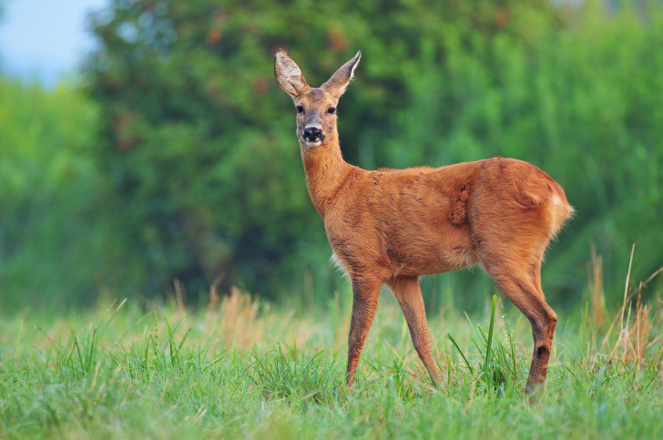 Une biche coincée dans un bassin de décantation | Foto | 7sur7.be