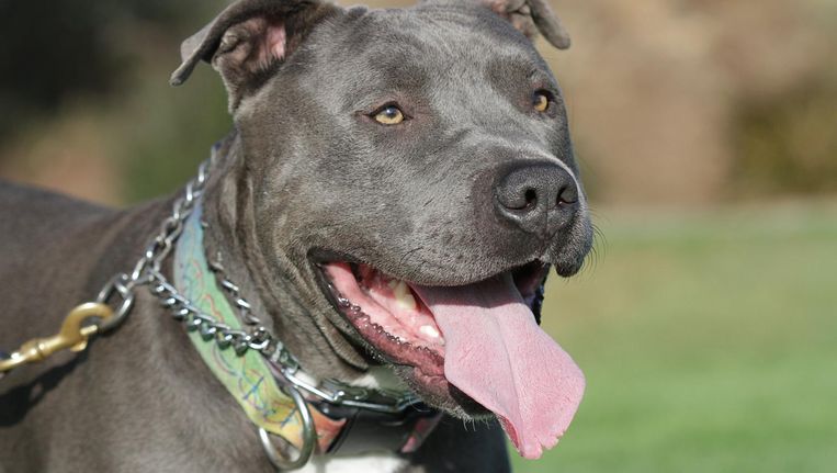 Verplichte cursus voor baasjes gevaarlijke hondensoorten | Het Parool